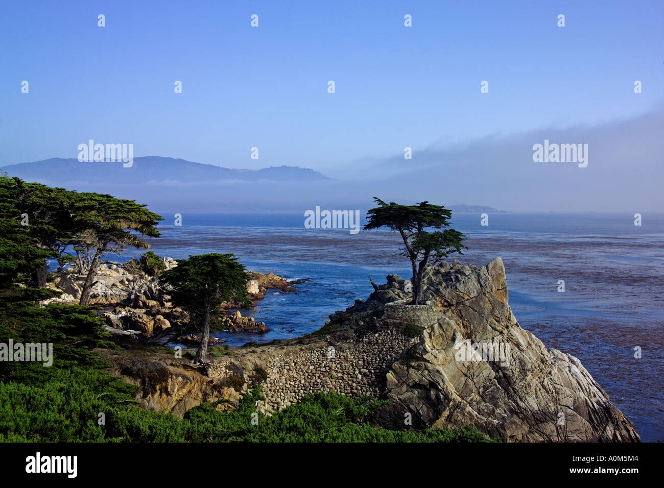 The Lone Cypress (Cupressus macrocarpa Stock Photo - Alamy