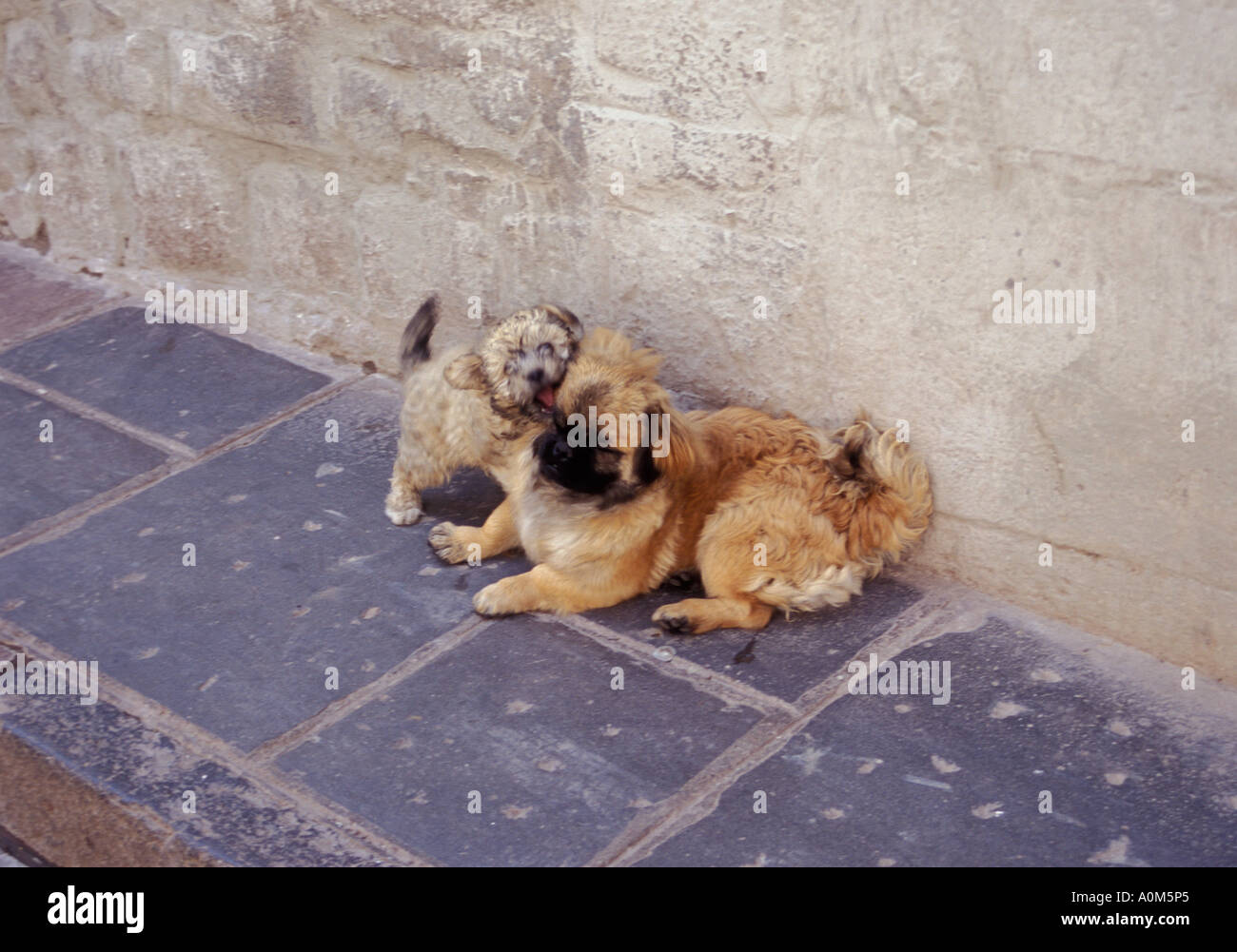 Two dogs playing on a street in Cusco in Peru Stock Photo - Alamy