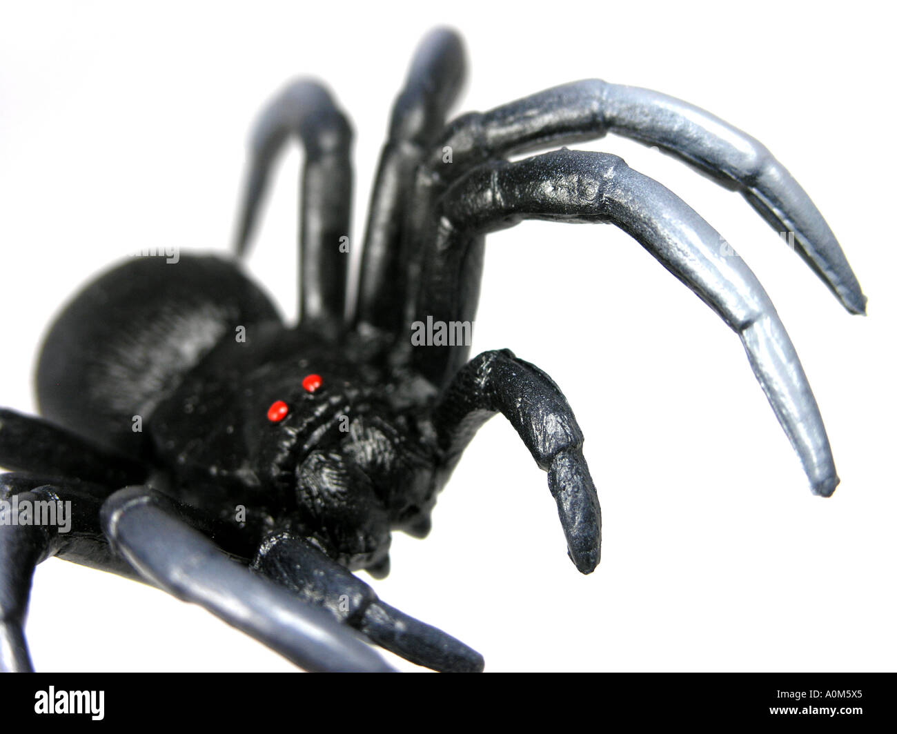 Large spider hairy legs hi-res stock photography and images - Alamy