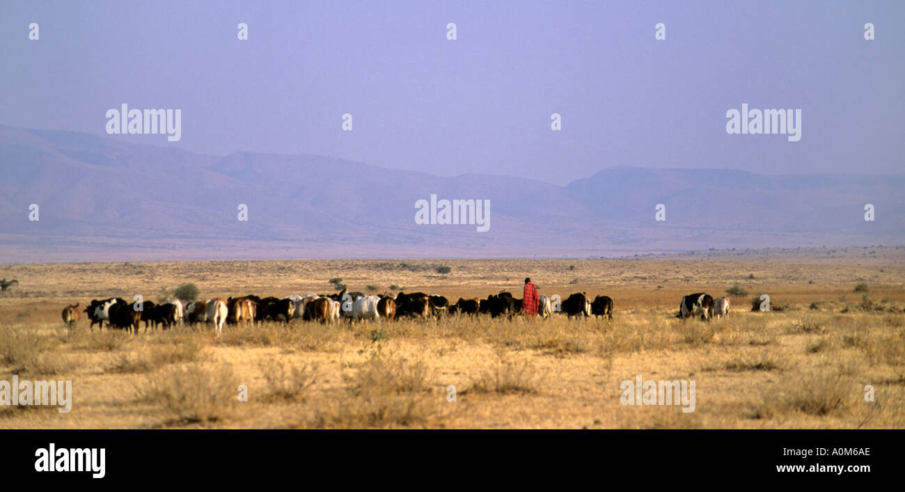 Maasai herding cattle, Tanzania Stock Photo - Alamy