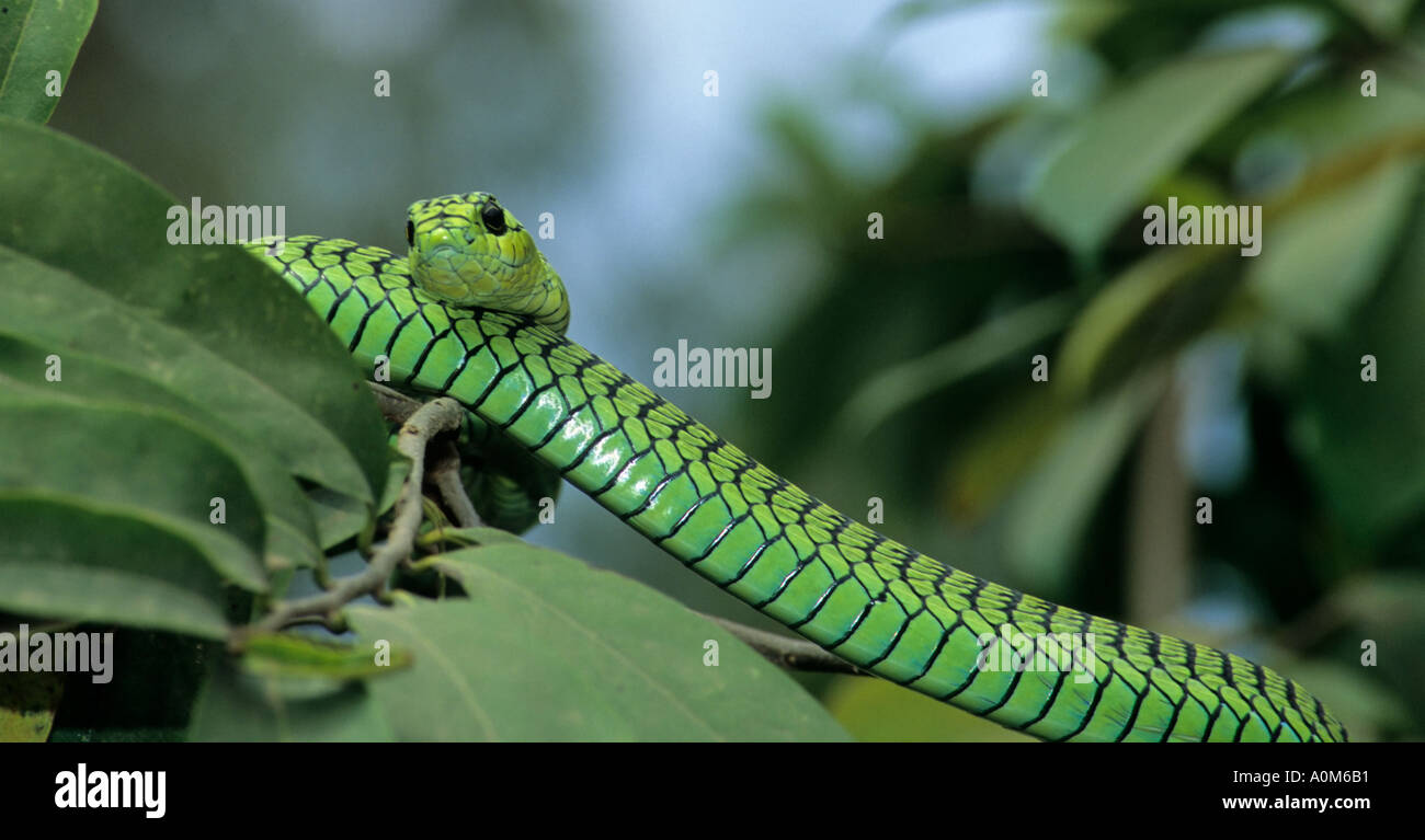 Boomslang snake, Arusha Snake Park, Tanzania Stock Photo - Alamy