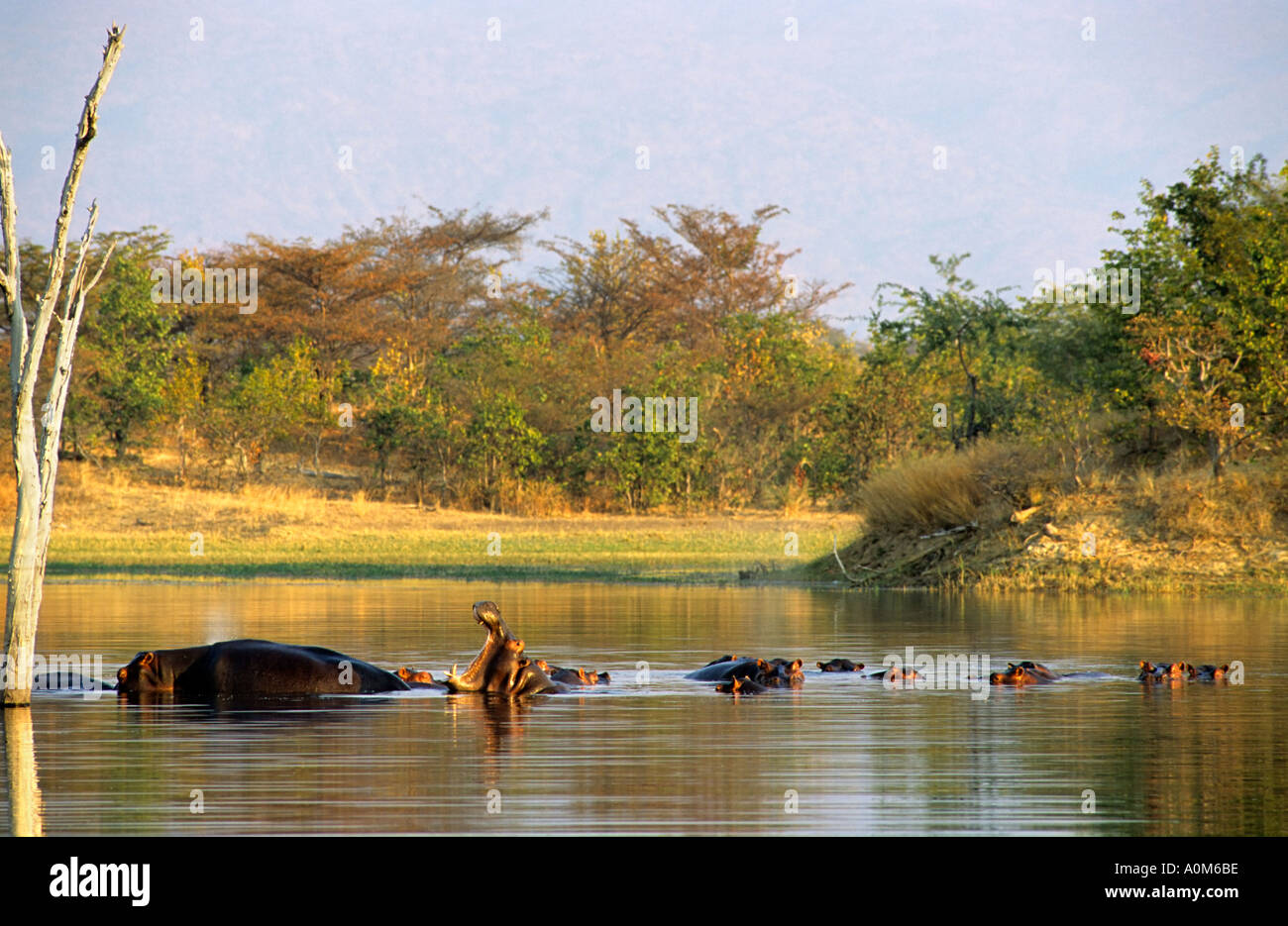Lake kariba hippo hi-res stock photography and images - Alamy