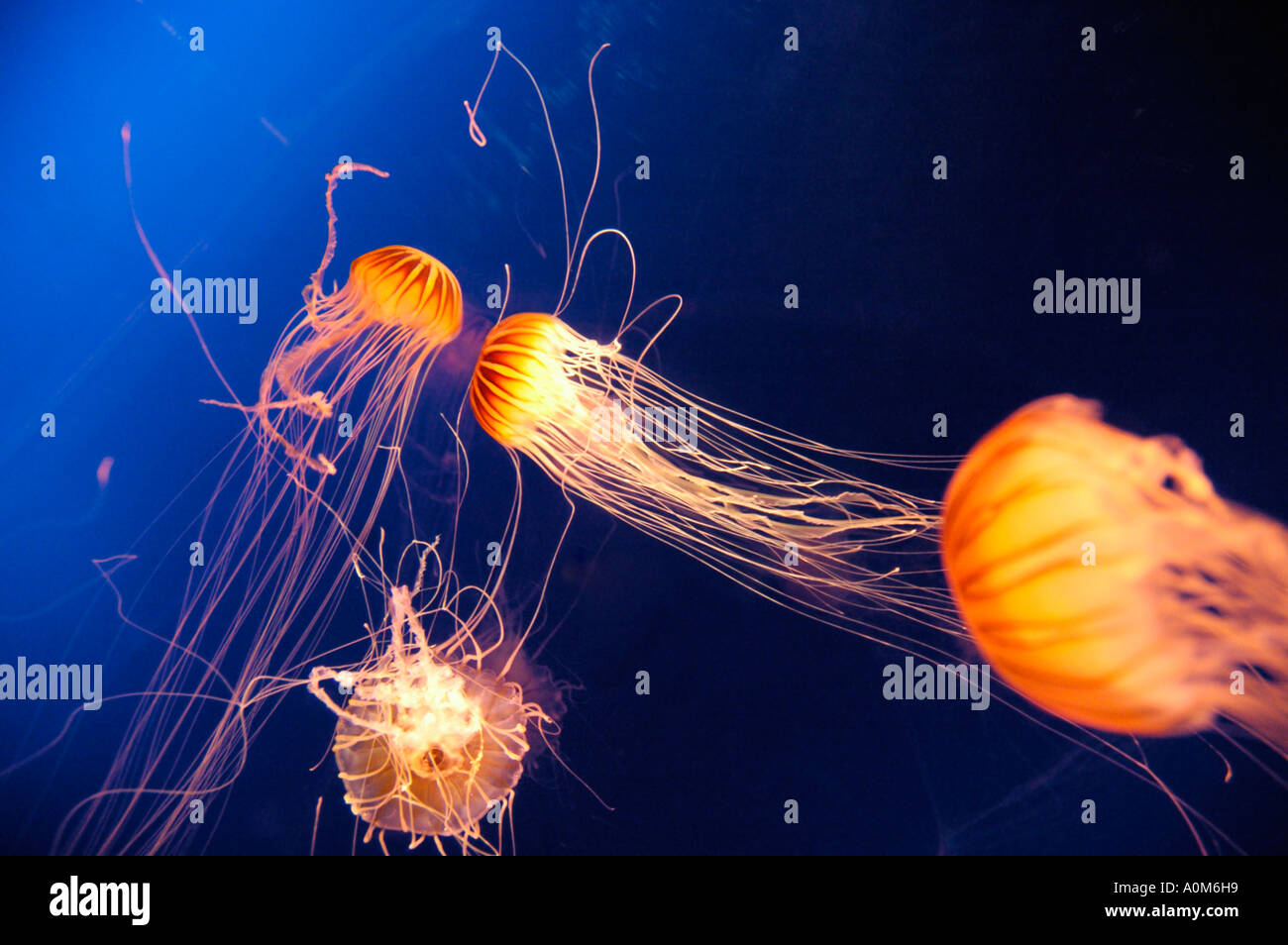 Jelly fish swimming underwater in hi-res stock photography and images ...