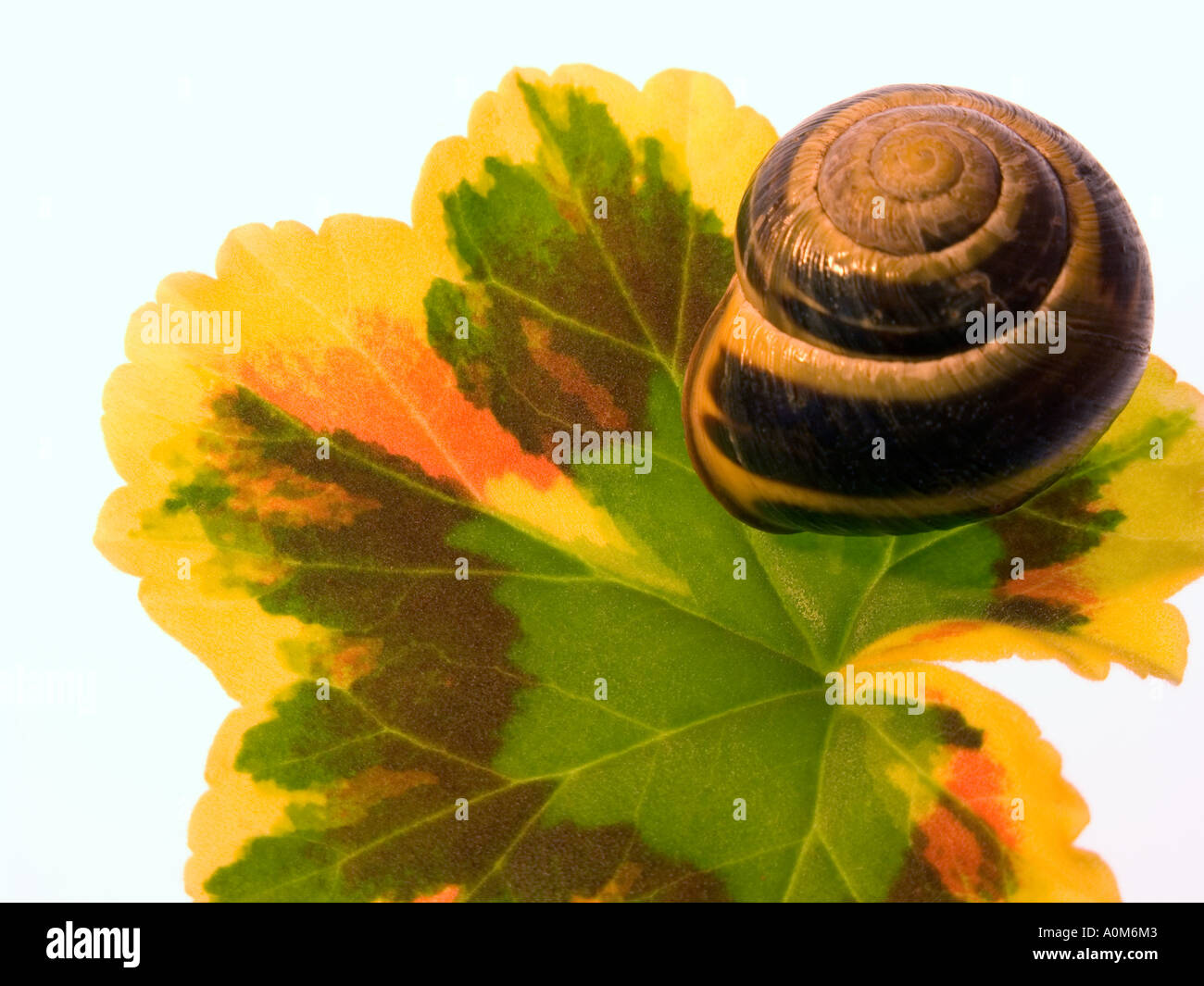Snail and Leaf Stock Photo - Alamy