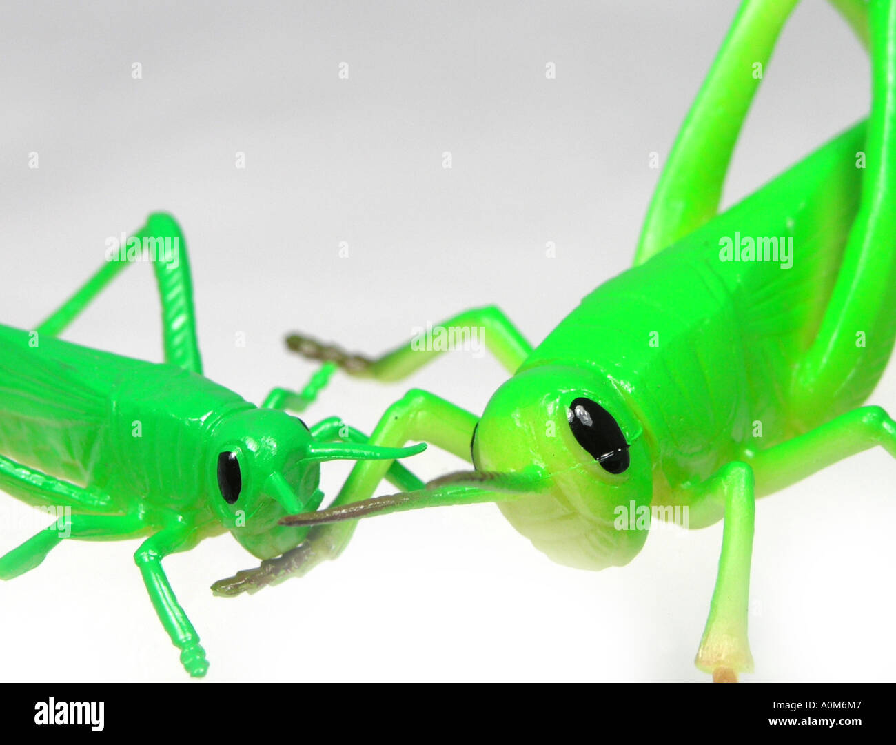 Big green grasshoppers hi-res stock photography and images - Alamy