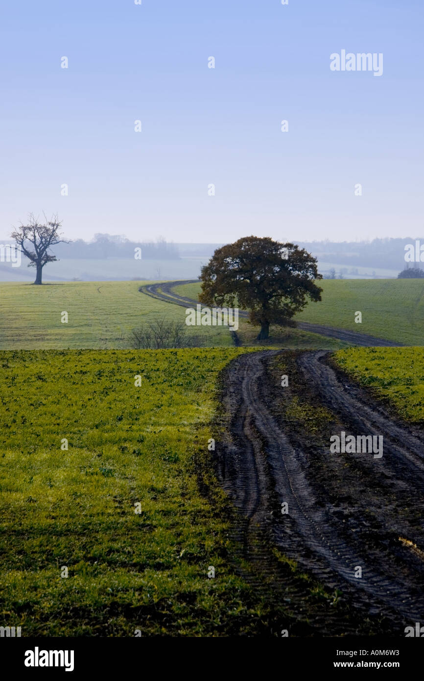 Suffolk uk winter tree hi-res stock photography and images - Alamy