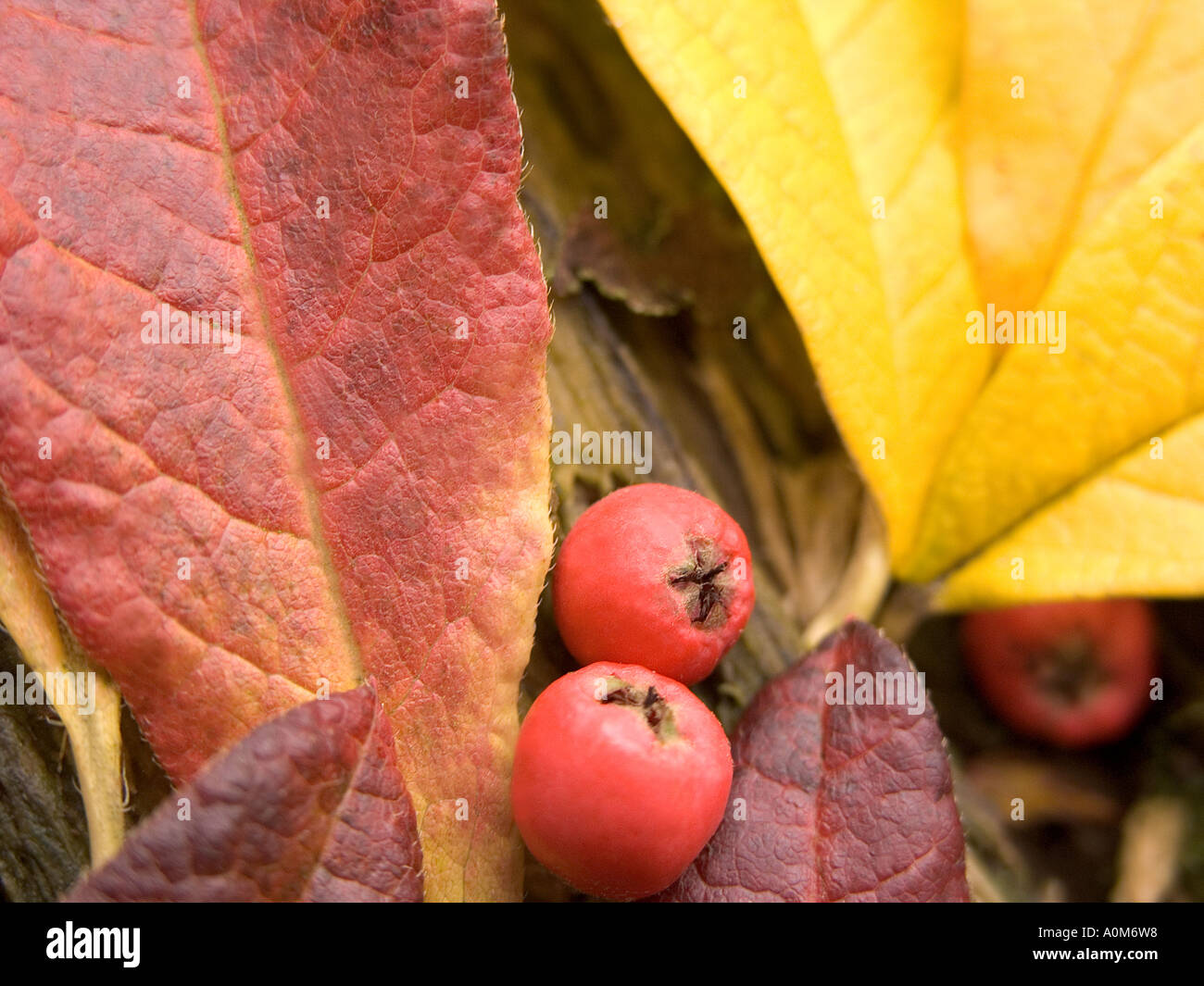 Leaves and Berries Stock Photo - Alamy