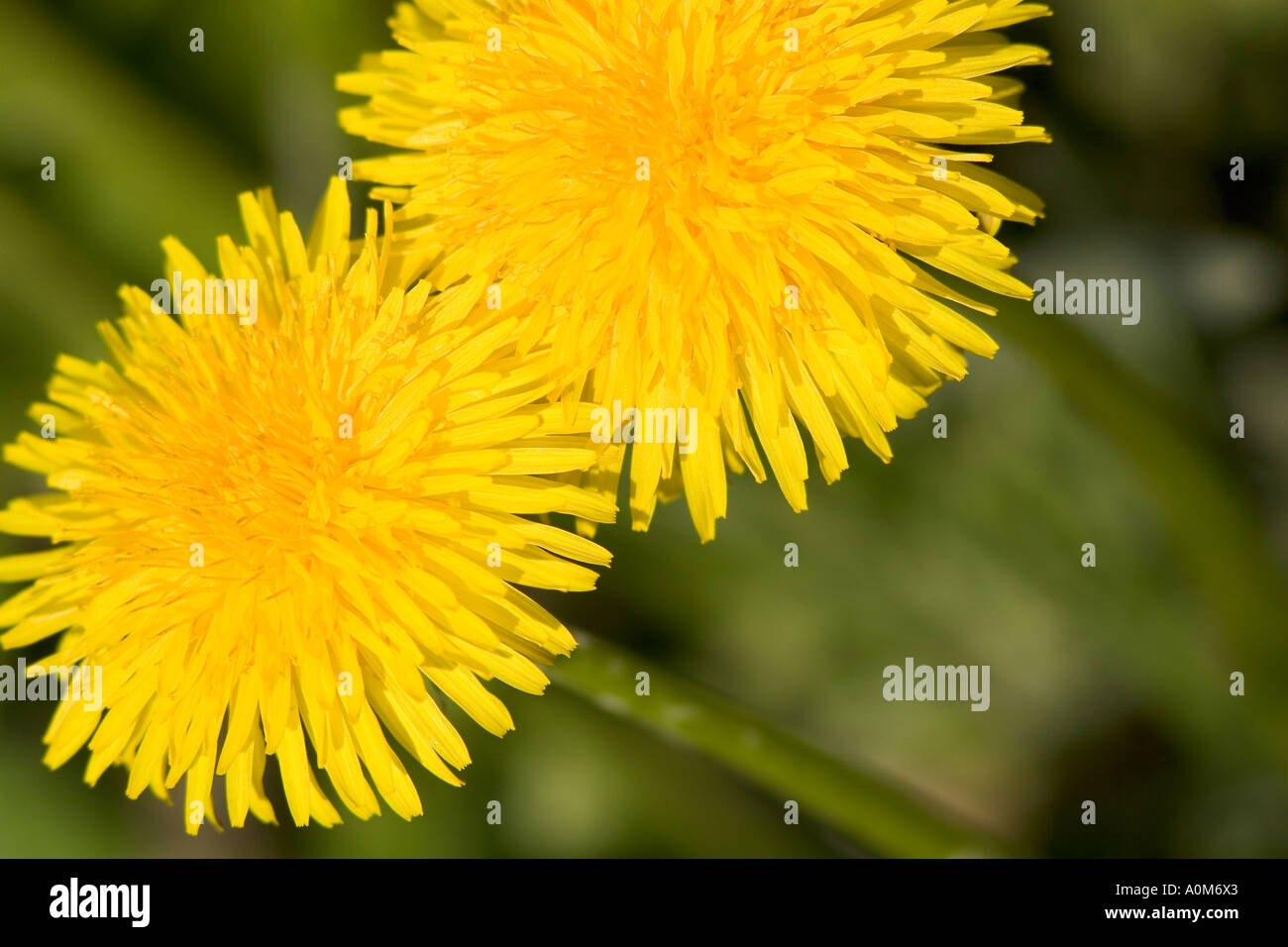 Dandilions hi-res stock photography and images - Alamy