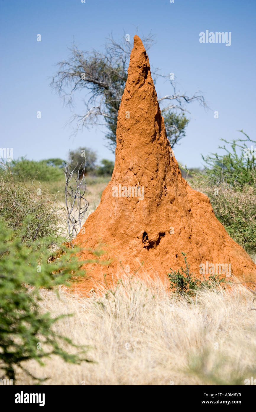 African anthill hi-res stock photography and images - Alamy