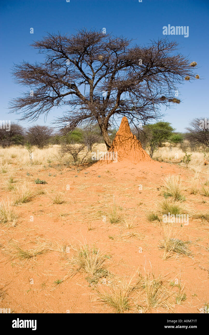 African anthill hi-res stock photography and images - Alamy