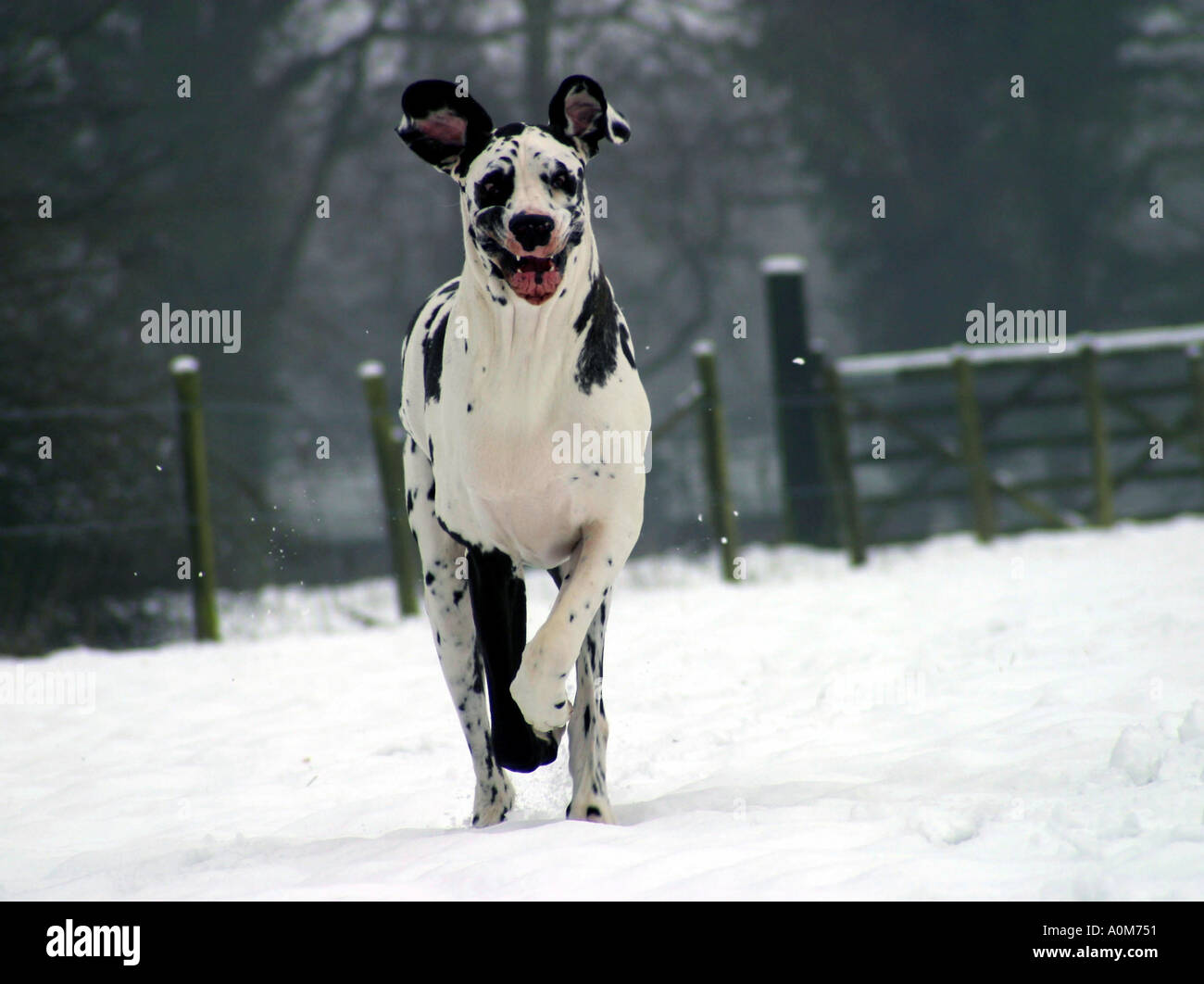 Great dane dog running in snow Stock Photo - Alamy