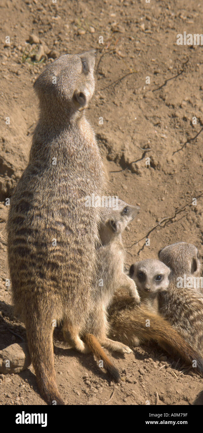 Surrogate female hi-res stock photography and images - Alamy