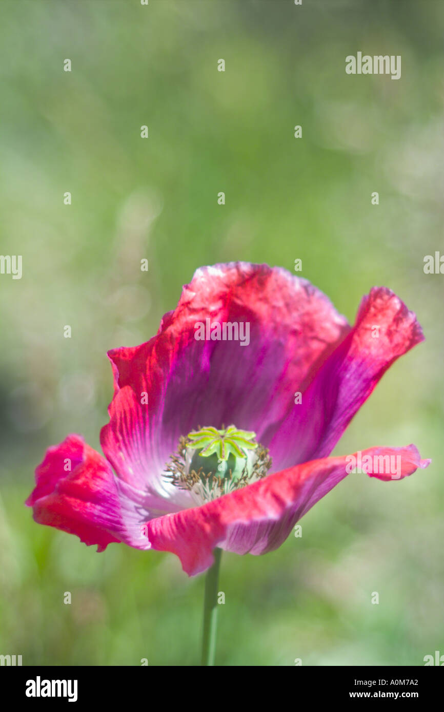 Silk poppy papaver sominiferum variety close up with large area of very ...