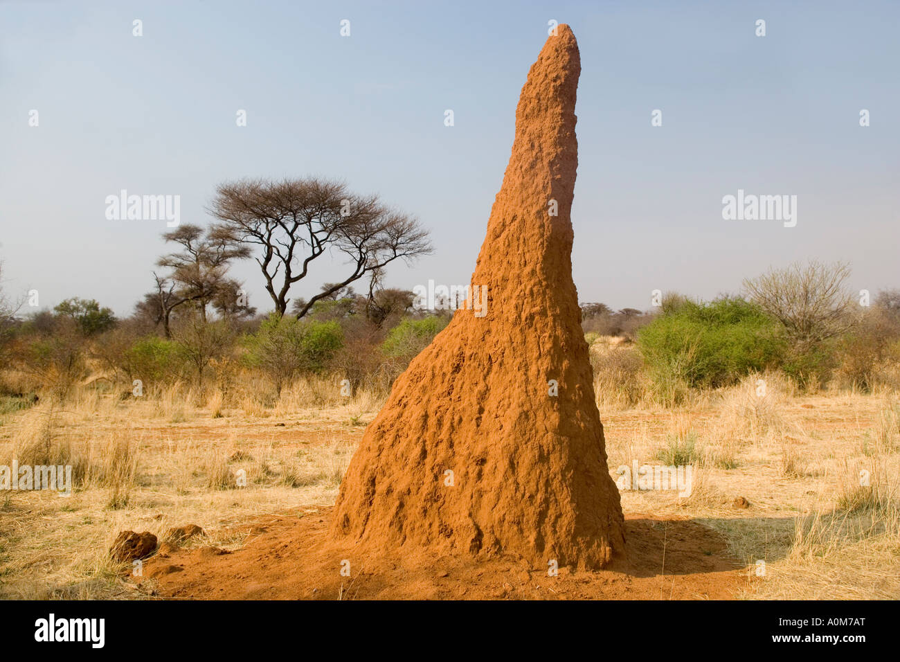 African anthill hi-res stock photography and images - Alamy