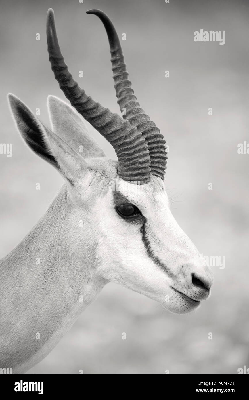 Black springbok hi-res stock photography and images - Alamy