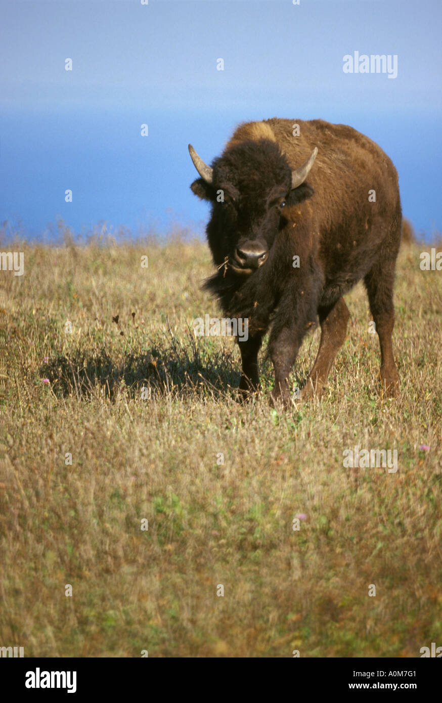 Canadian hillside buffalo bison ranch Stock Photo - Alamy