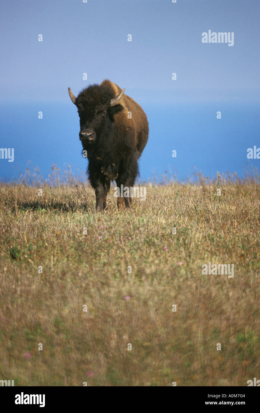 Canadian hillside buffalo bison ranch Stock Photo - Alamy