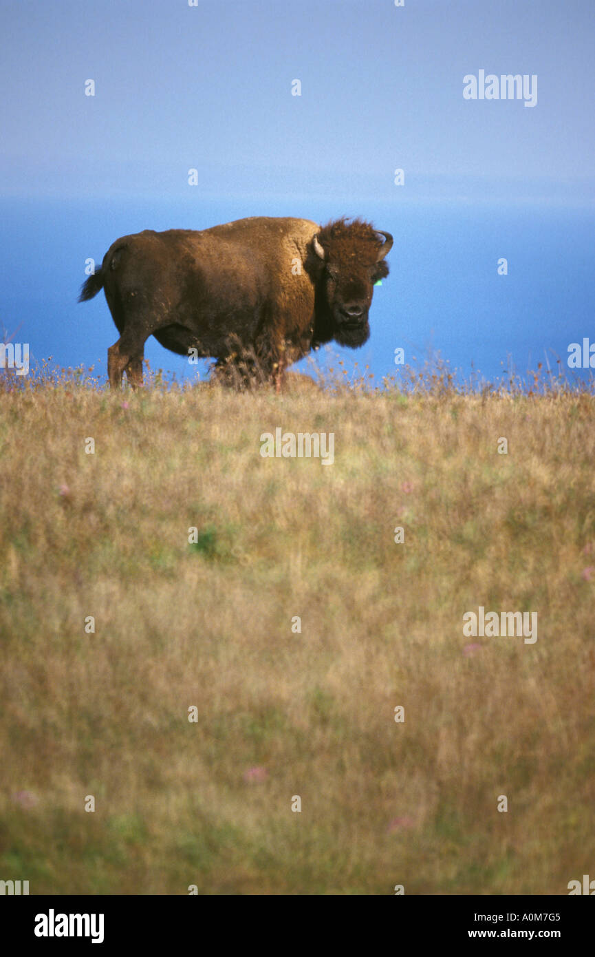 Canadian hillside buffalo bison ranch Stock Photo - Alamy