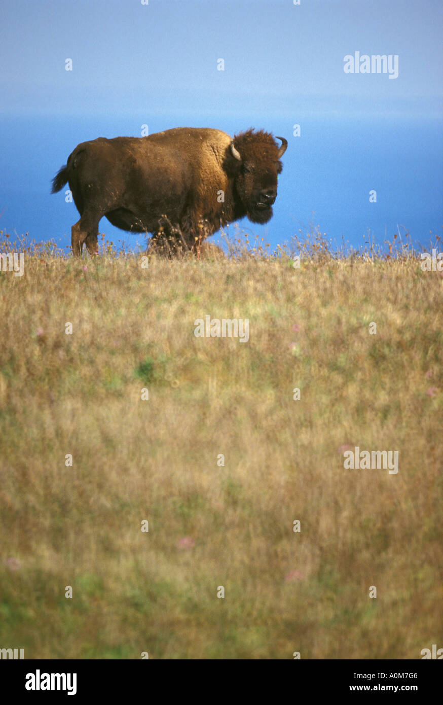 Canadian hillside buffalo bison ranch Stock Photo - Alamy