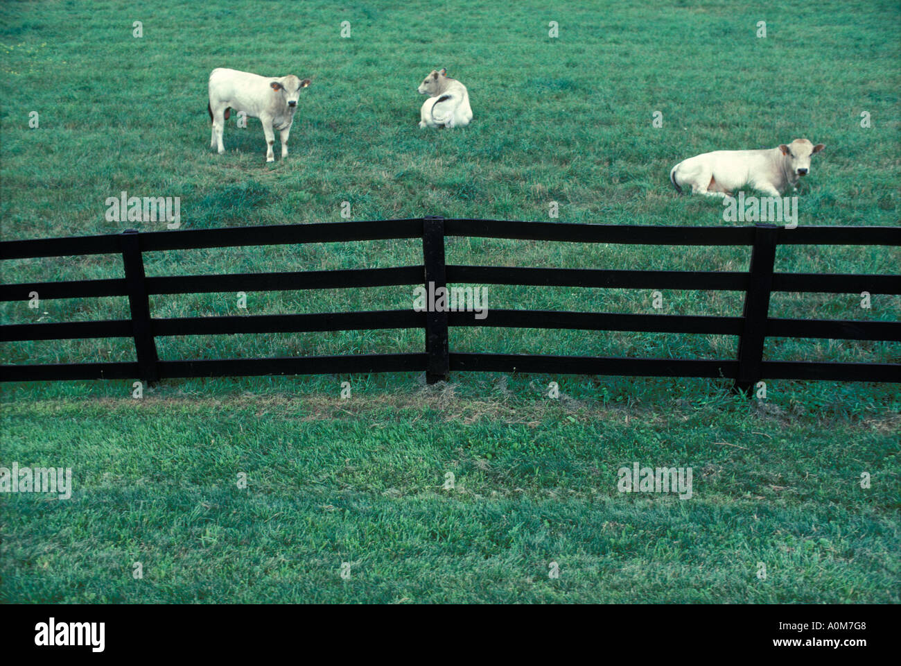 idyllic landscape green pasture 3 three cows fence Stock Photo - Alamy
