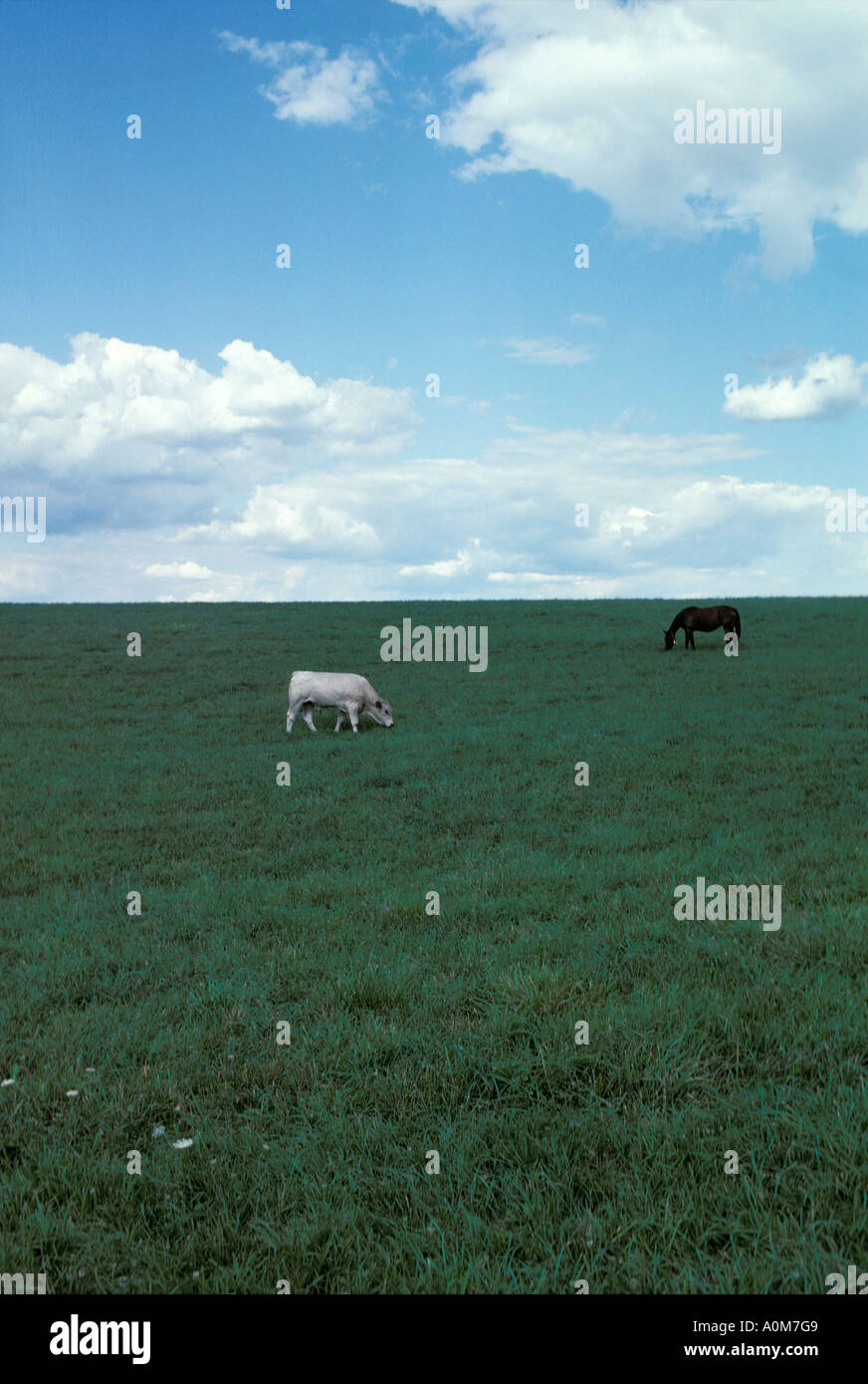 idyllic landscape green pasture cow horse Stock Photo - Alamy