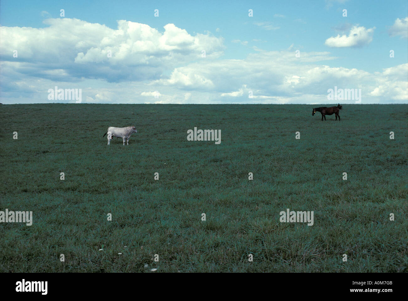 idyllic landscape green pasture cow horse Stock Photo - Alamy