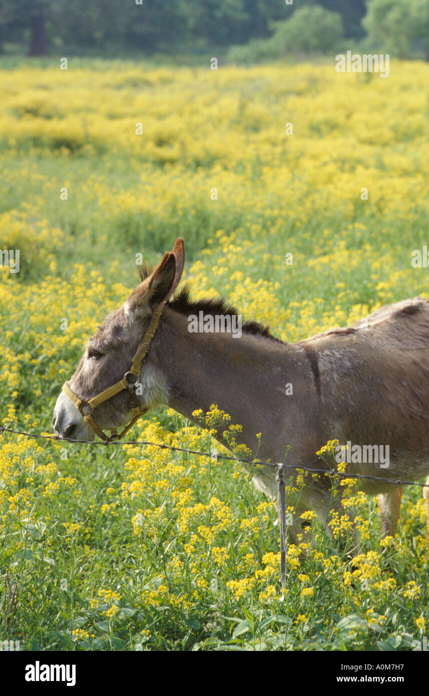 1 one donkey field of clover Lancaster PA Pennsylvania amish farm Stock ...