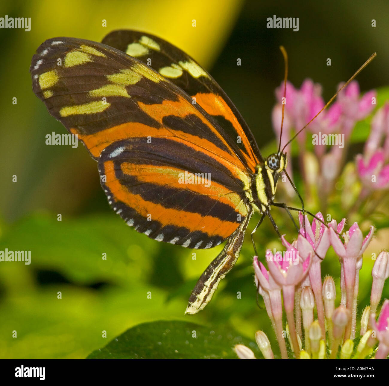 The isabella tiger butterfly Stock Photo - Alamy