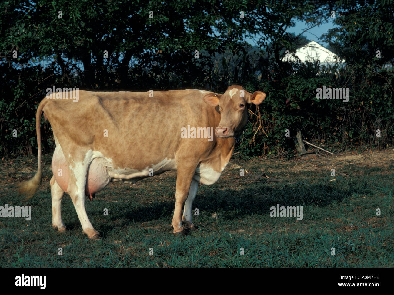 champion dairy cow Lancaster PA Pennsylvania Stock Photo - Alamy