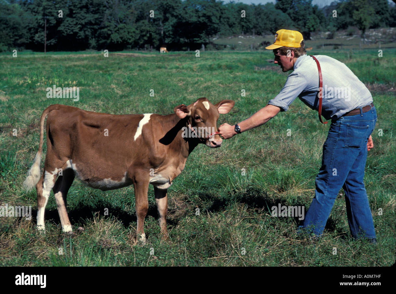 champion dairy cow Lancaster PA Pennsylvania Stock Photo - Alamy