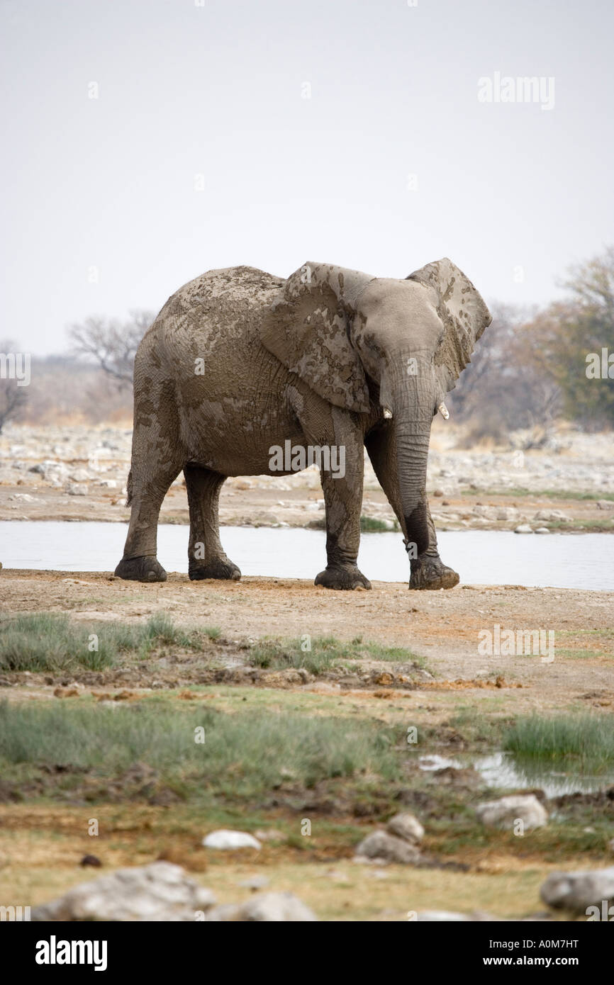 Elephant Etosha National Park Namibia Stock Photo - Alamy