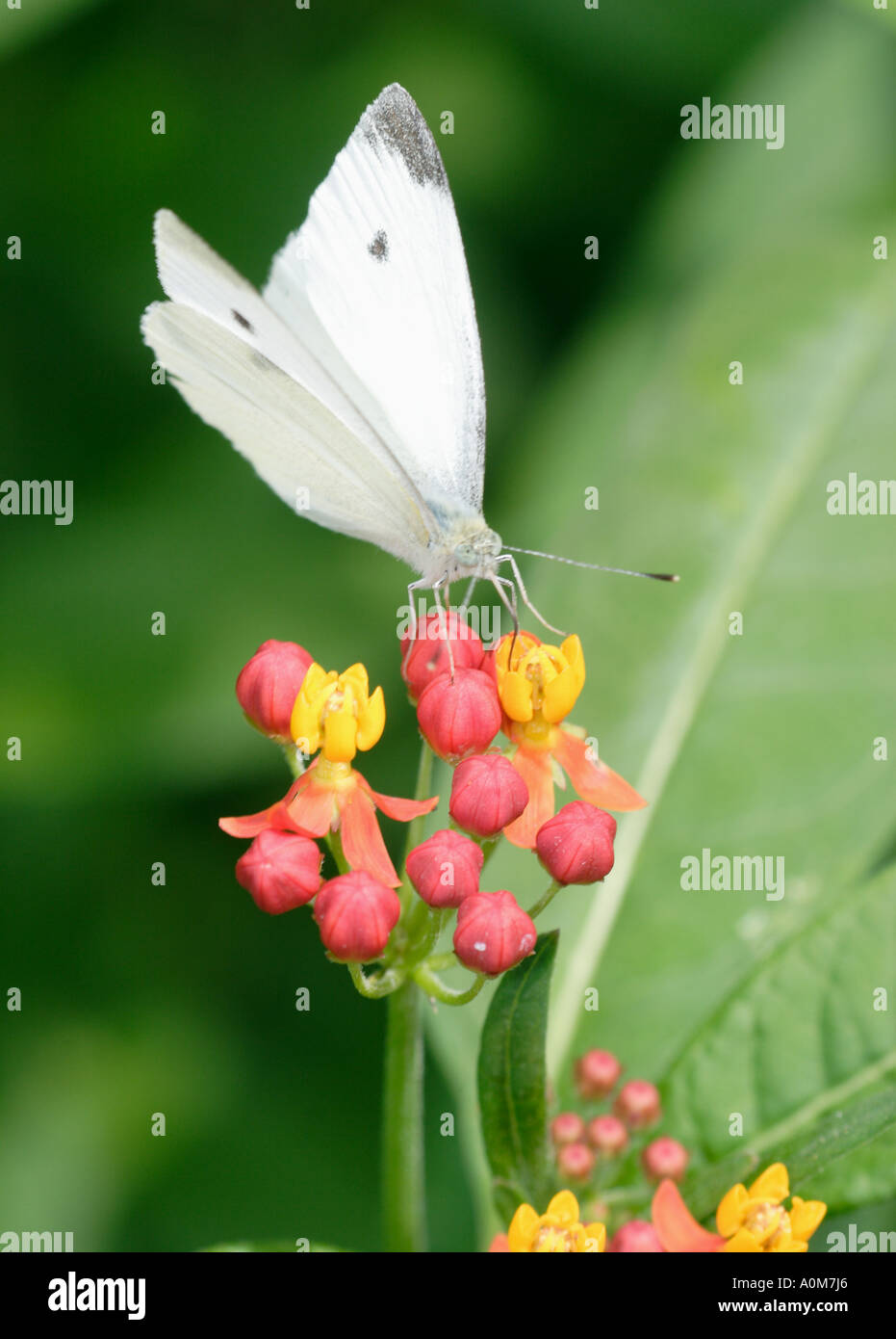 clouded sulphur butterfly Stock Photo - Alamy