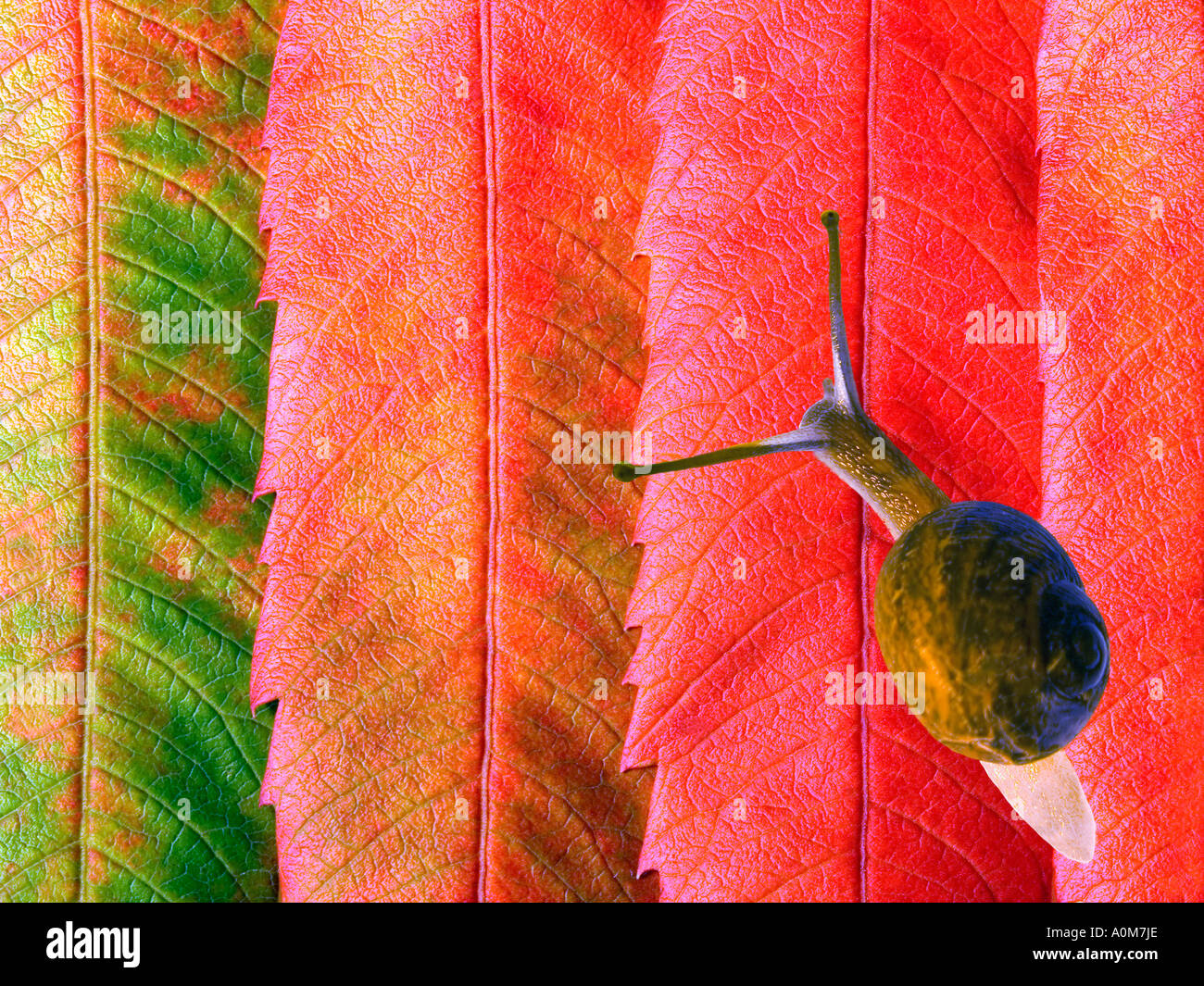 Snail and Leaf Stock Photo - Alamy