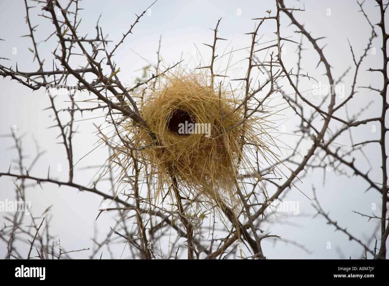 Weaver Birds Nest Etosha National Park Namibia Stock Photo - Alamy