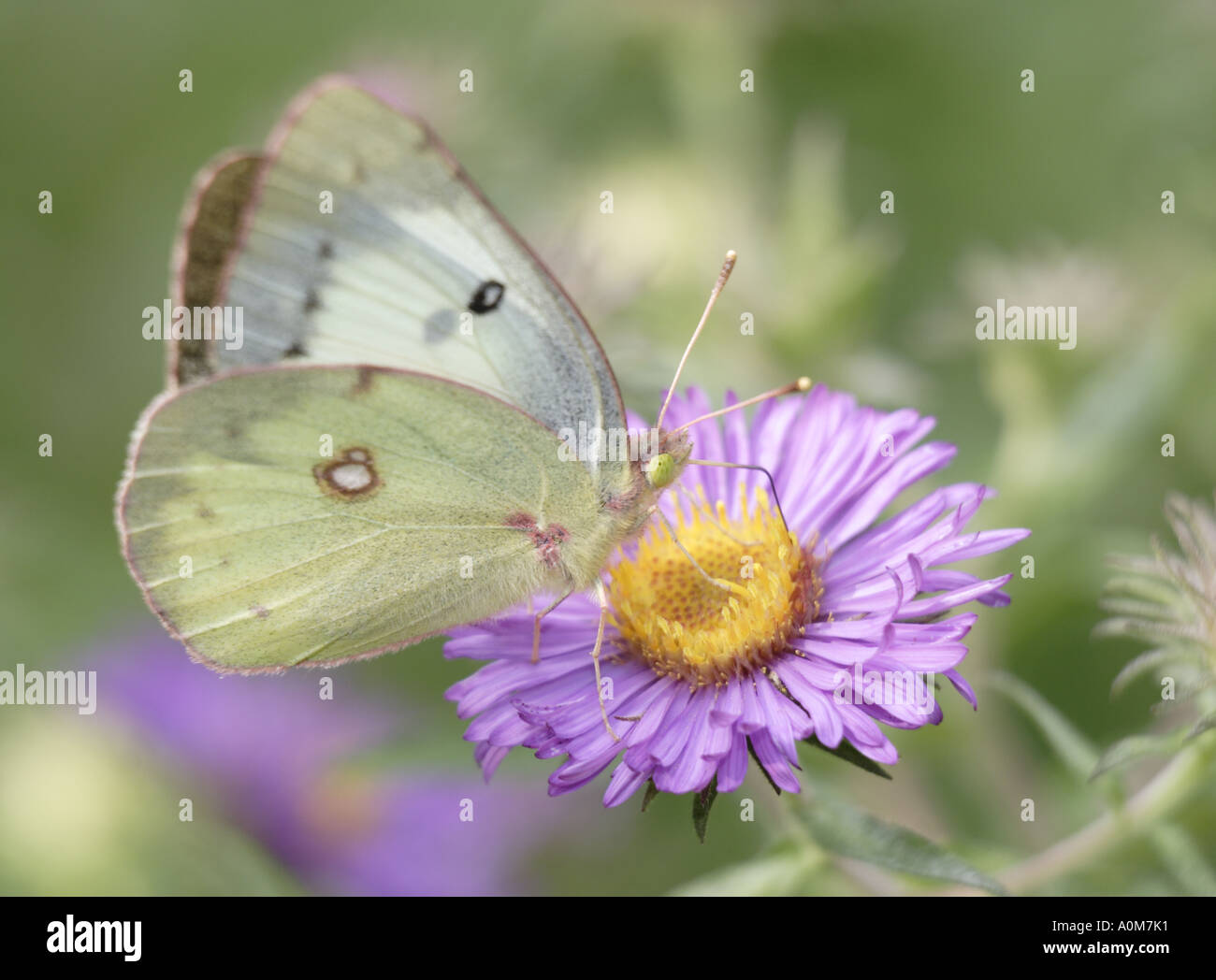 clouded sulphur butterfly Stock Photo - Alamy