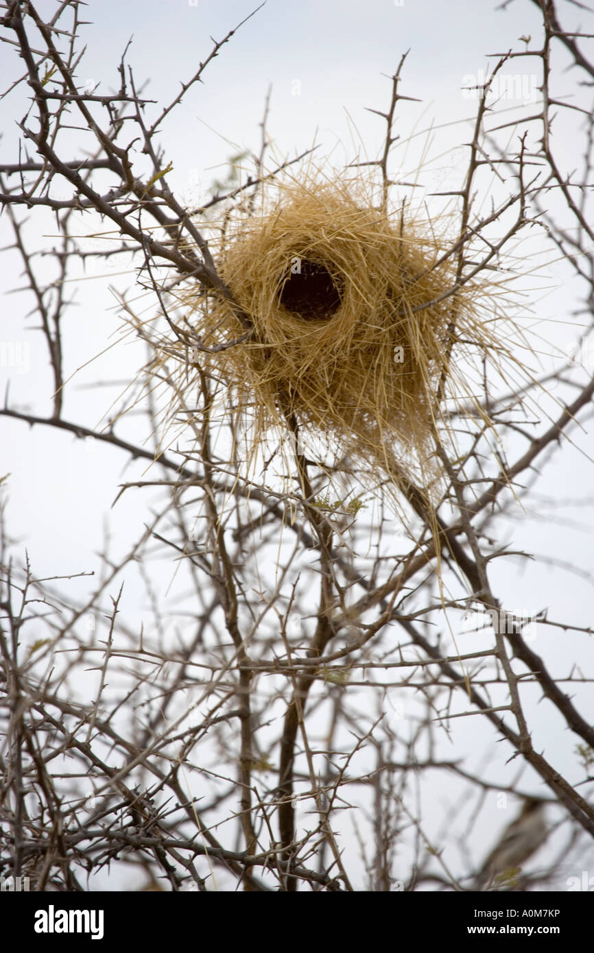 Weaver Birds Nest Etosha National Park Namibia Stock Photo - Alamy