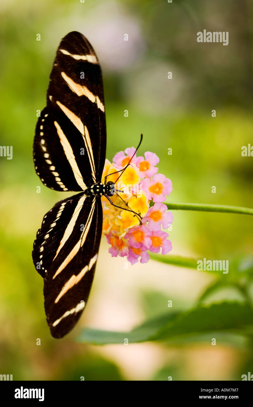 Zebra longwing butterfly Stock Photo - Alamy
