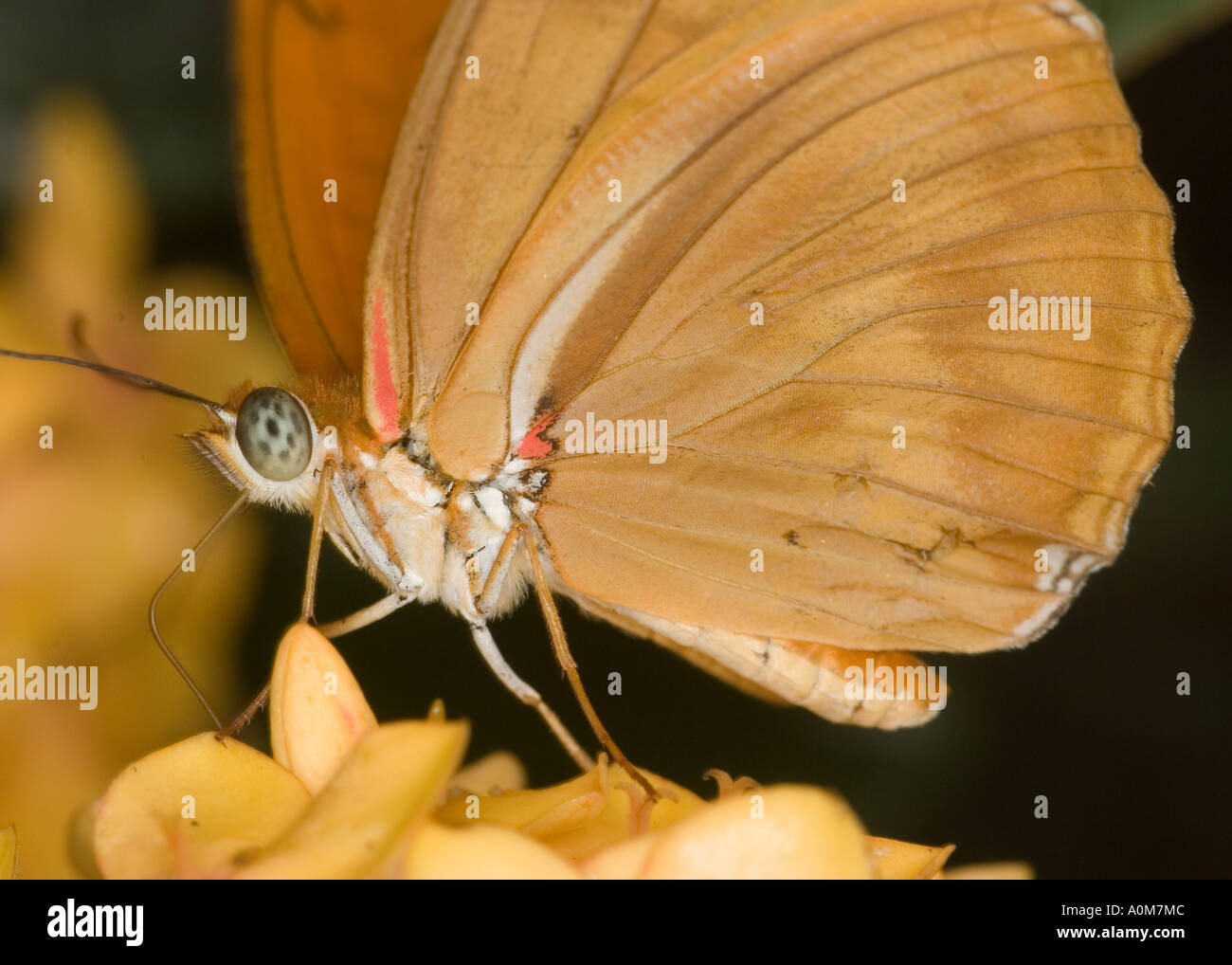 Julia butterfly dryas iulia feeding hi-res stock photography and images ...