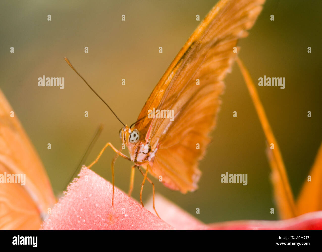 Julia butterfly dryas iulia feeding hi-res stock photography and images ...