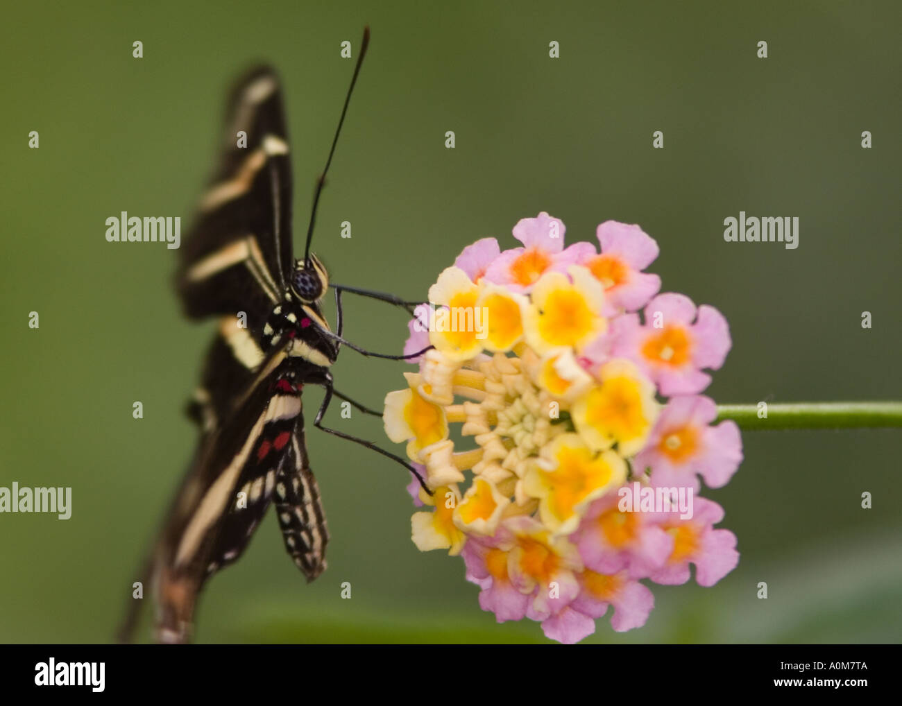 Zebra longwing butterfly Stock Photo - Alamy