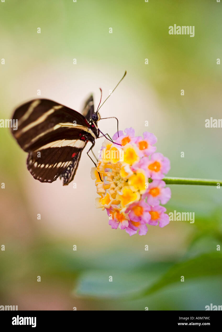 ZEBRA LONGWING BUTTERFLY Stock Photo - Alamy