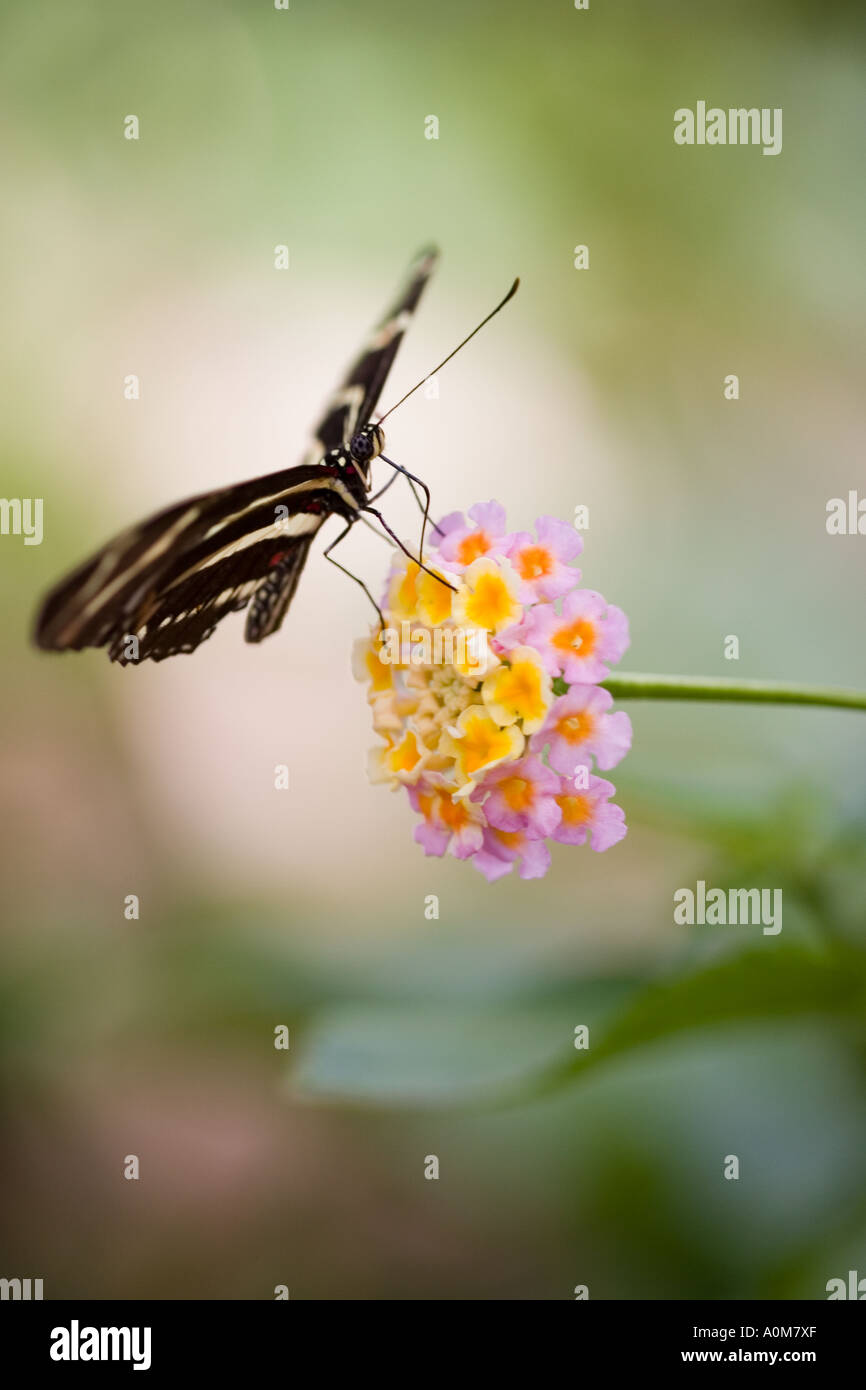 ZEBRA LONGWING BUTTERFLY Stock Photo - Alamy