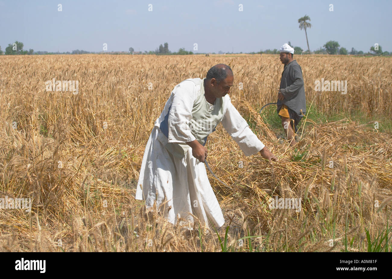 Harvesting crop at Tell ed Daba in the fields where Avaris once stood ...