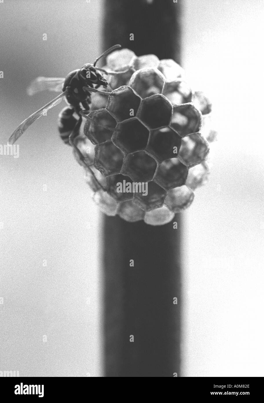 A wasp building its nest Picture by Andrew Hasson 1990 Stock Photo - Alamy