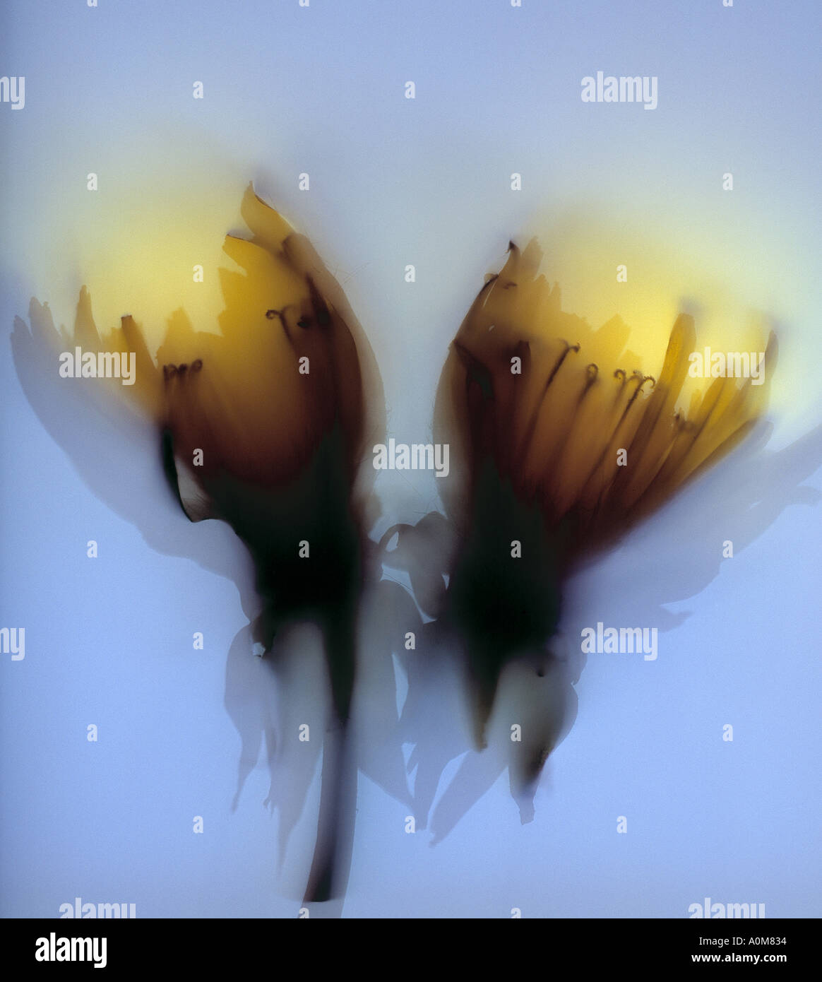 Photogram plant hi-res stock photography and images - Alamy