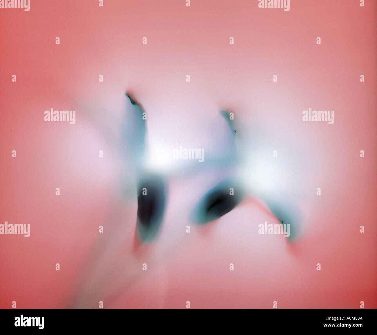 photogram of flower petals Stock Photo - Alamy