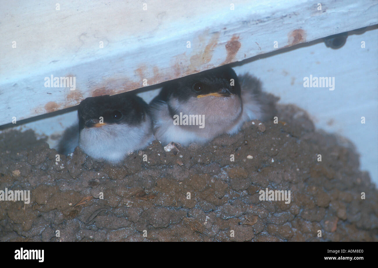 Baby house martins nest hi-res stock photography and images - Alamy