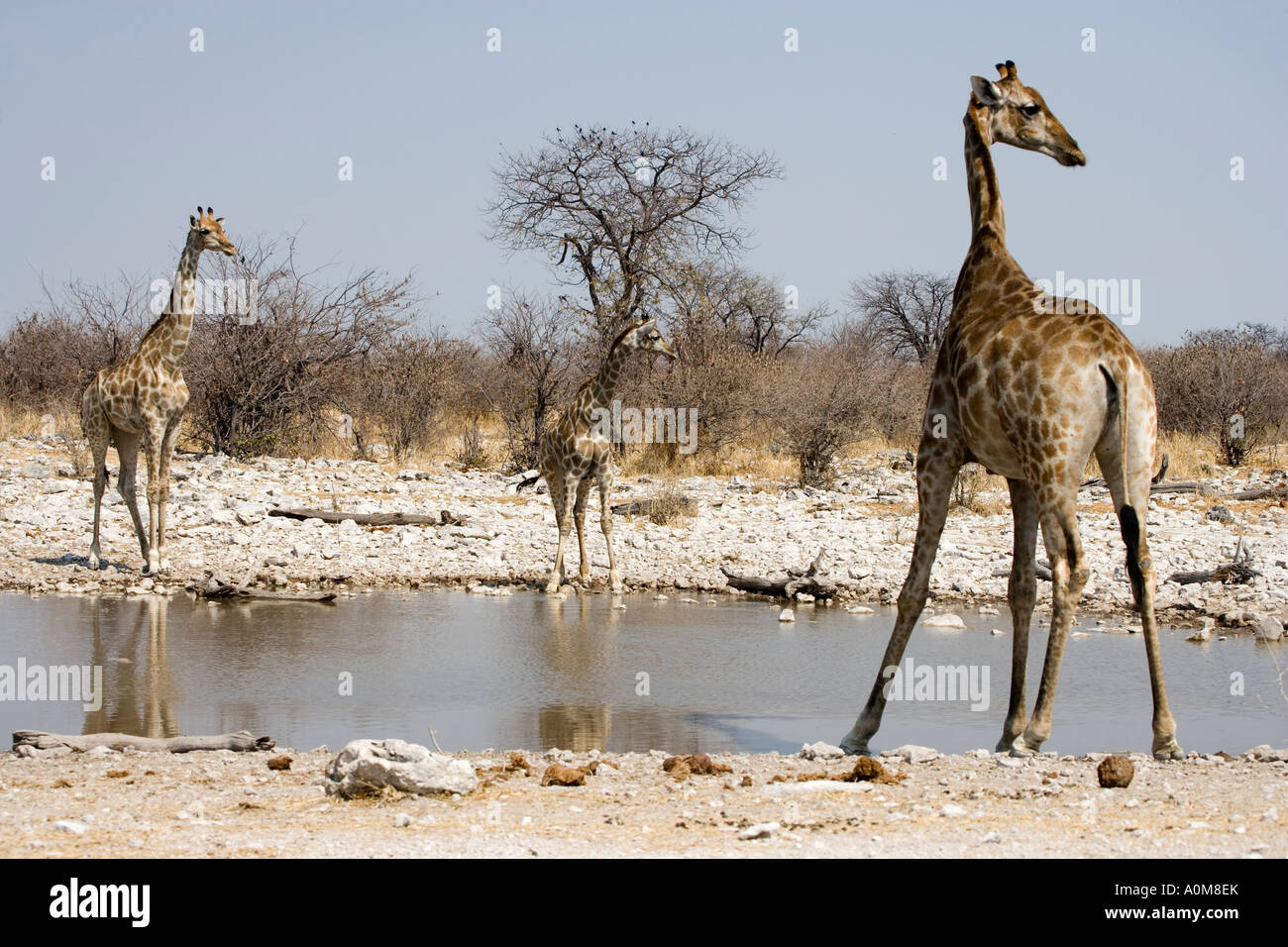 Giraffes at Waterhole Etosha National Park Namibia Stock Photo - Alamy