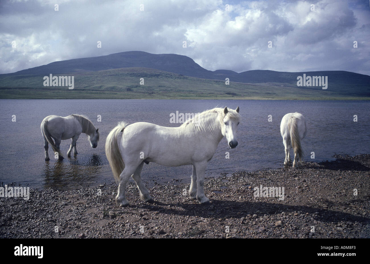Highland garron hi-res stock photography and images - Alamy