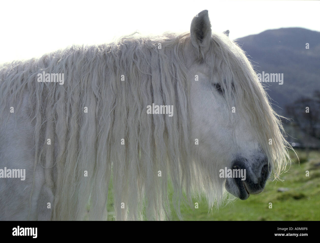 Garron pony scotland hi-res stock photography and images - Alamy